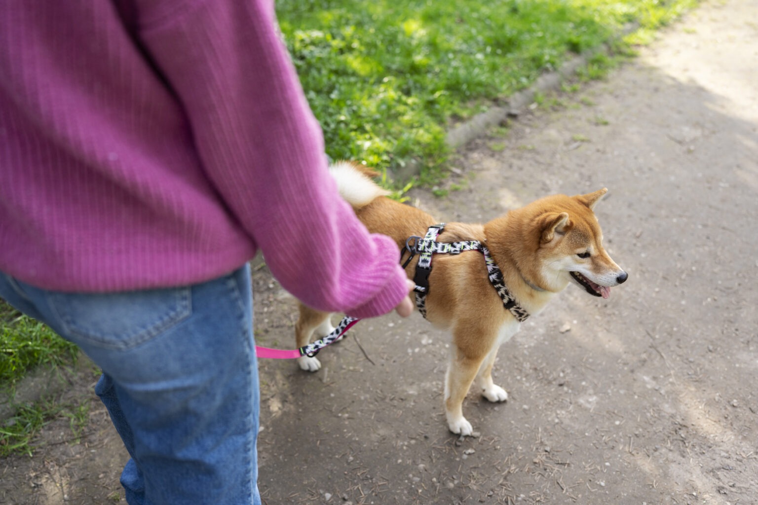 How to Treat a Limping Dog at Home Naturally Without Surgery – Help for ...