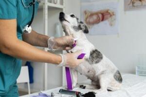 Dog Anesthesia After Effects: Recovery Time, Safety Signs, Senior Dog ...