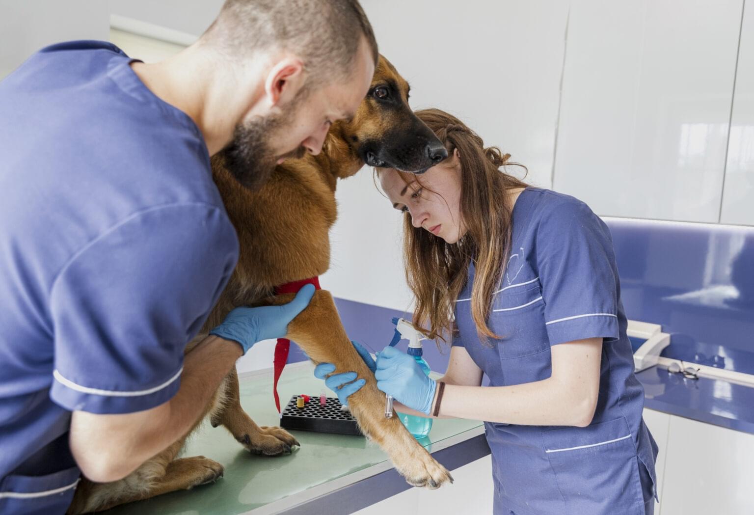 Dog Anesthesia After Effects: Recovery Time, Safety Signs, Senior Dog ...
