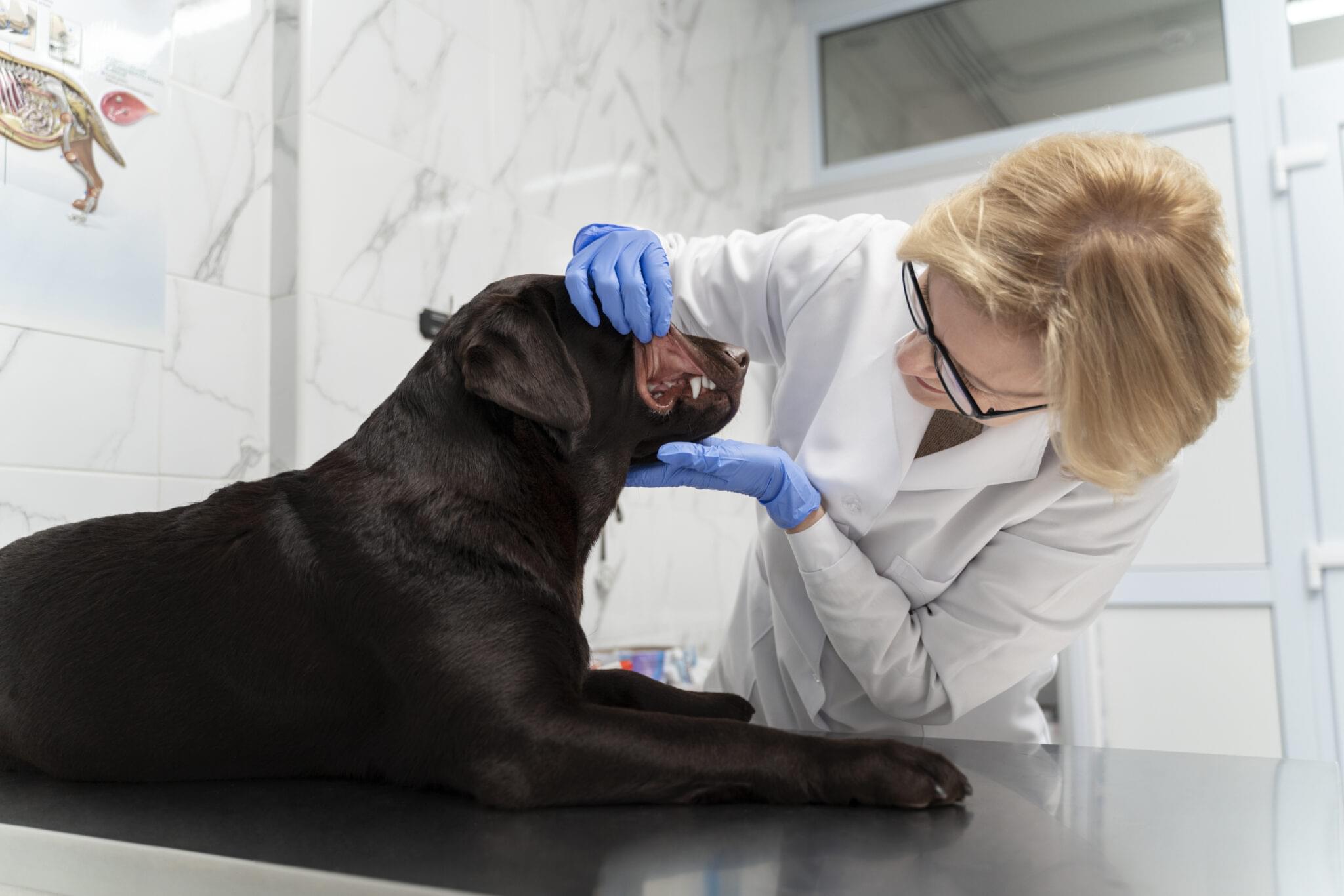 Dog Anesthesia After Effects: Recovery Time, Safety Signs, Senior Dog ...