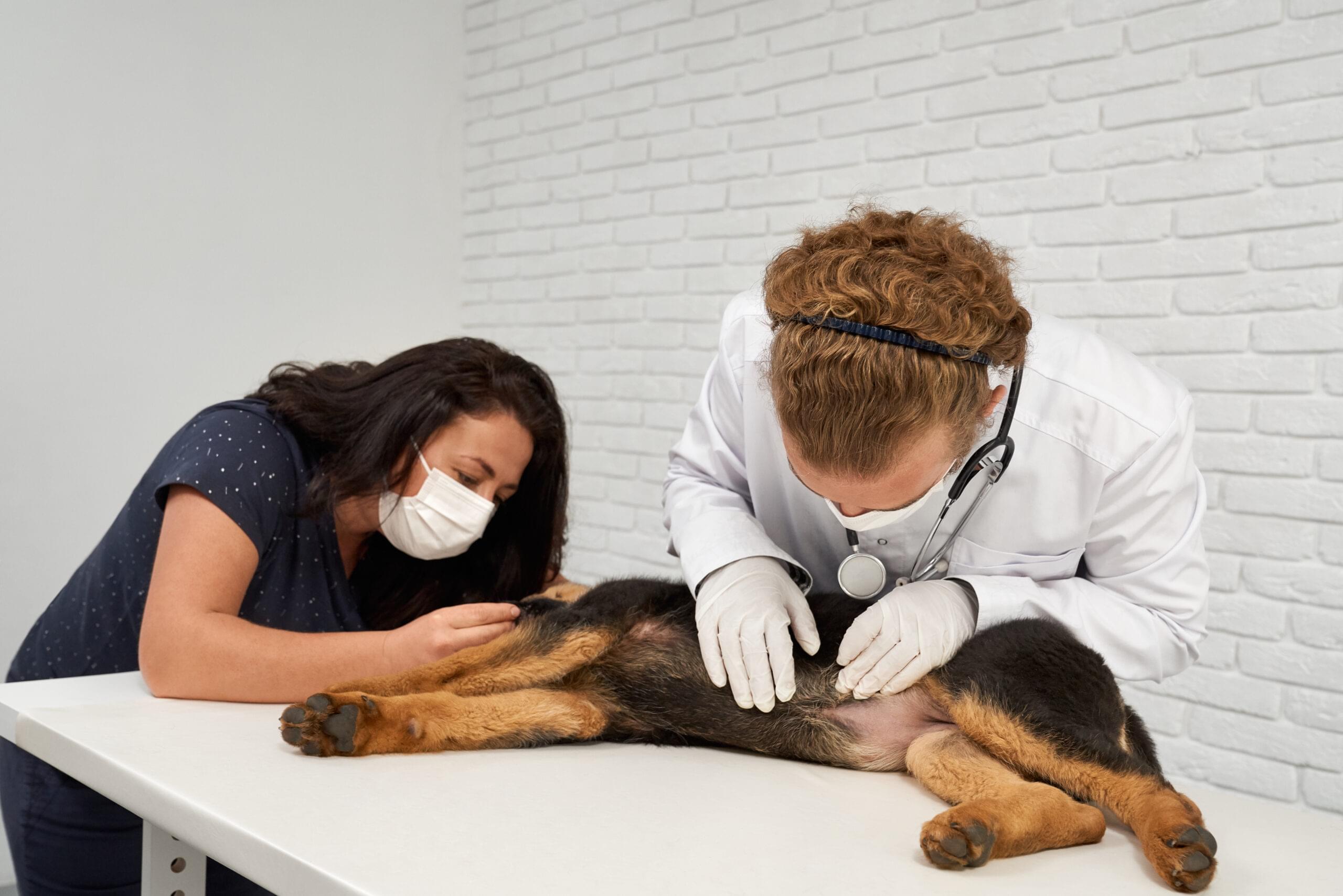 Dog Anesthesia After Effects: Recovery Time, Safety Signs, Senior Dog ...